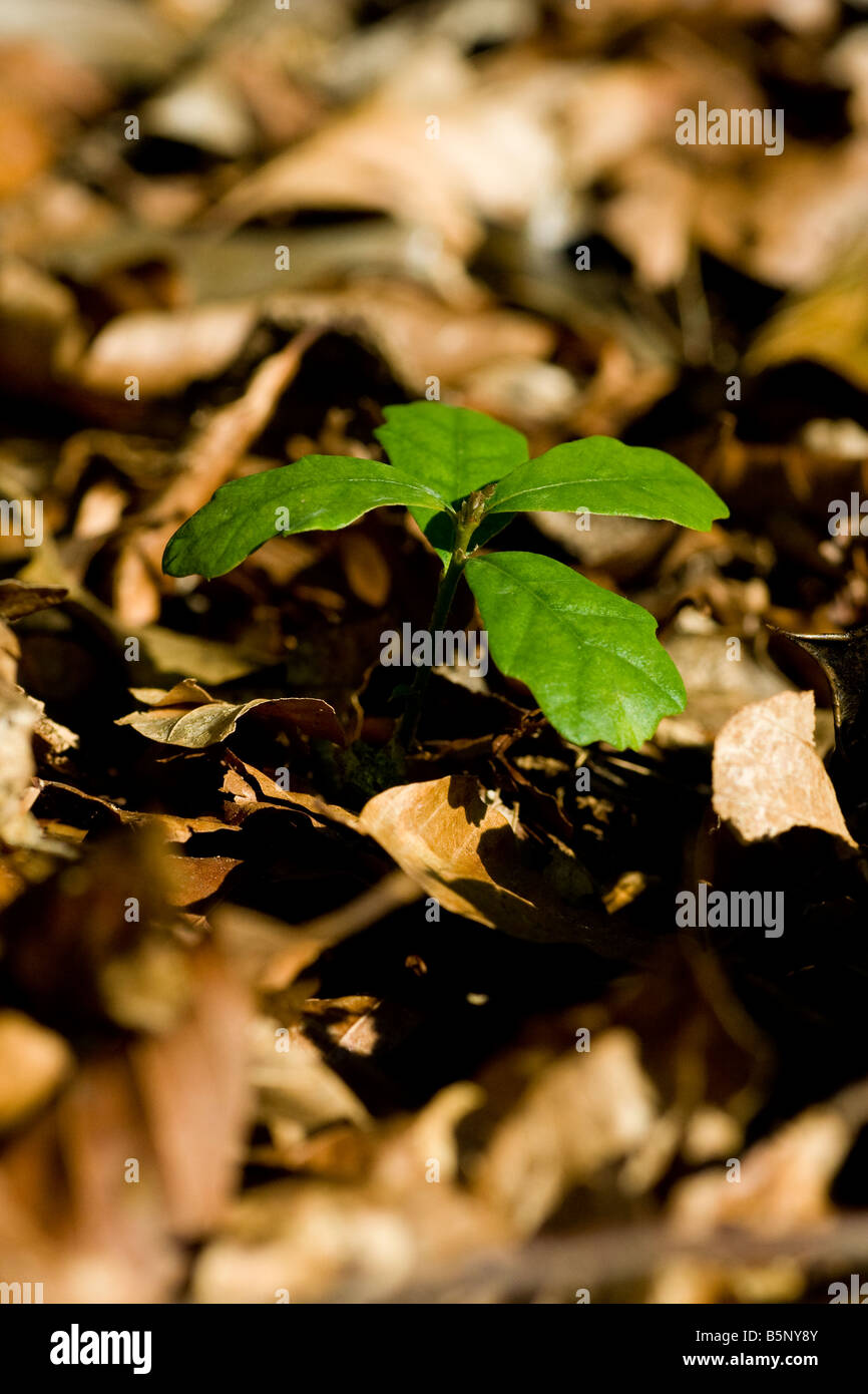 Oak tree seedling hi-res stock photography and images - Alamy