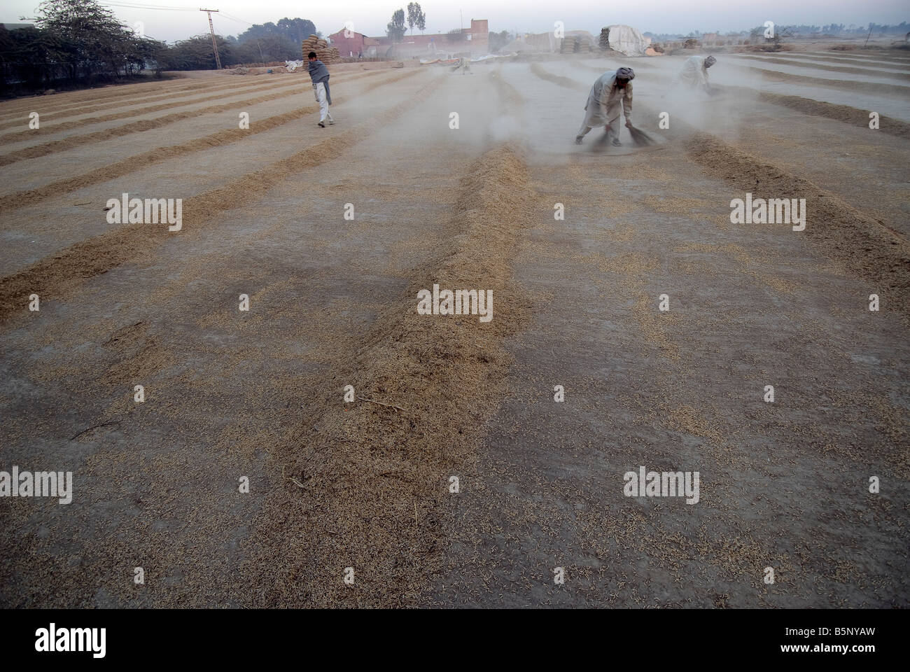 rice cleaning and drying lahore pakistan Stock Photo - Alamy