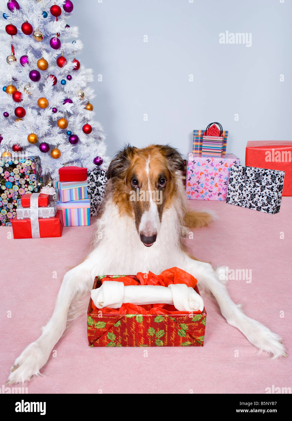 Bone images hi-res stock photography and images - Alamy