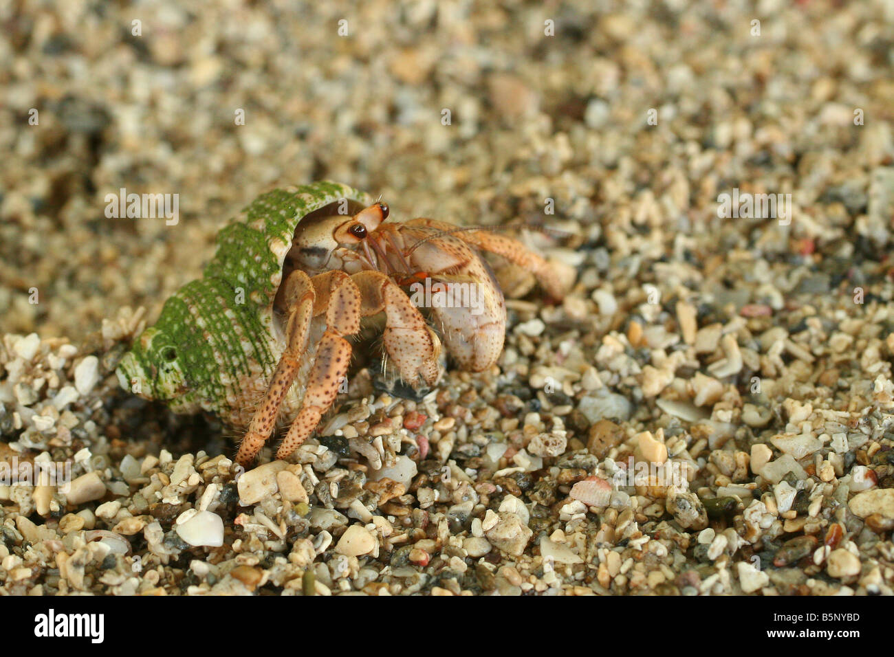 A crab in a shell Stock Photo - Alamy