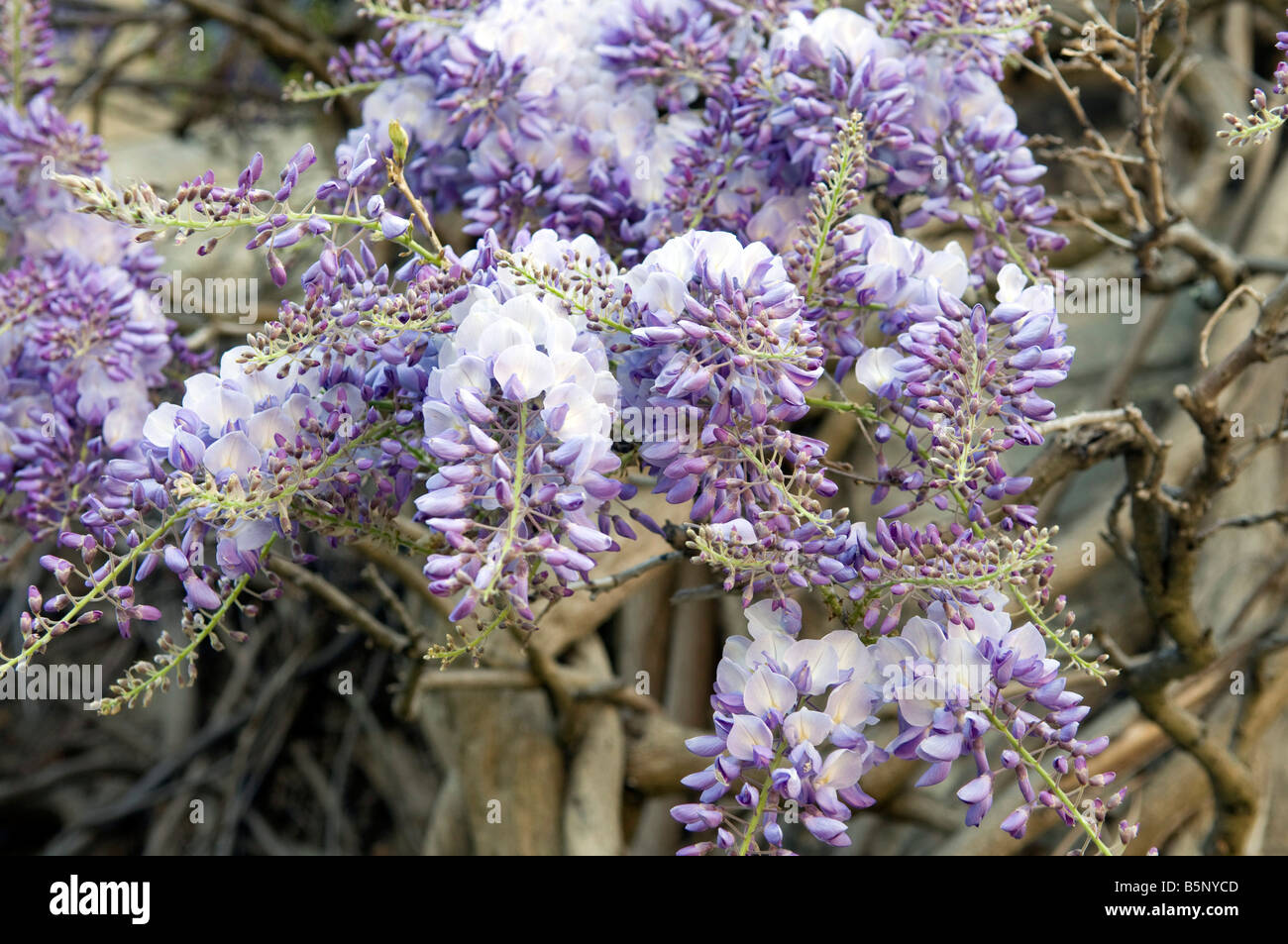 Wisteria Leguminosae/Papilionaceae Multijuga Stock Photo - Alamy