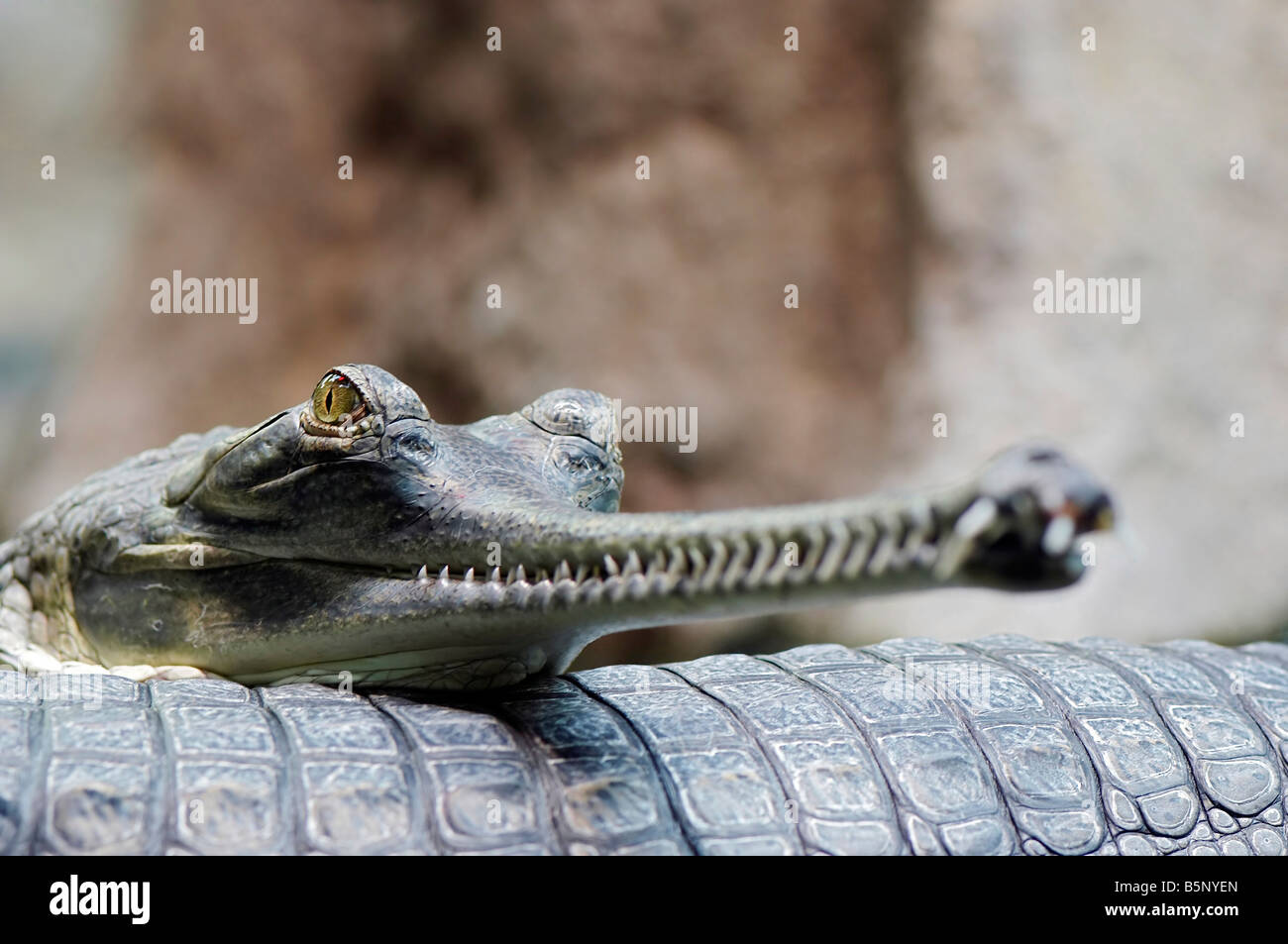 Indian gharial hi-res stock photography and images - Alamy