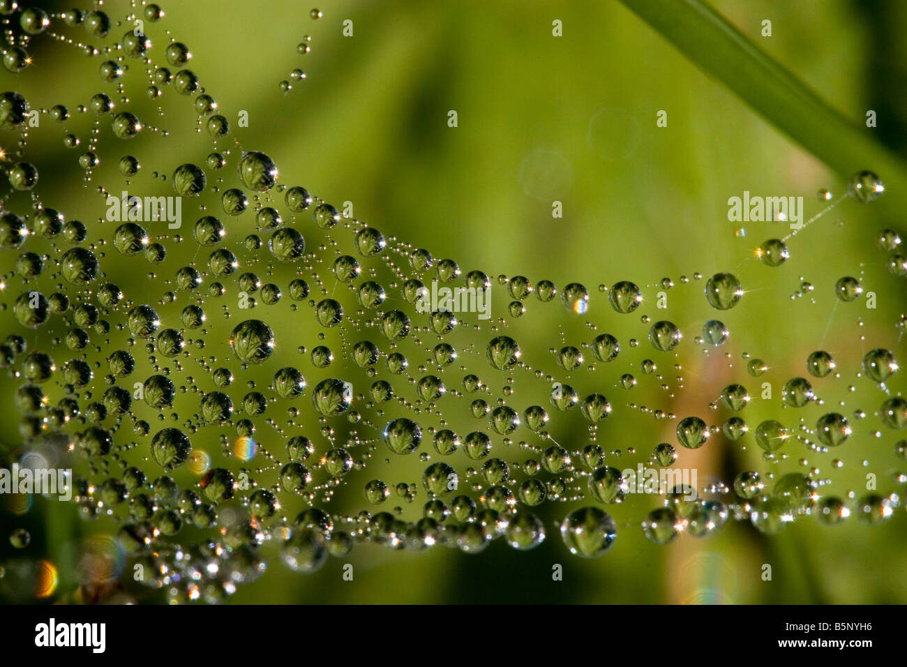 Glistening dew hi-res stock photography and images - Alamy
