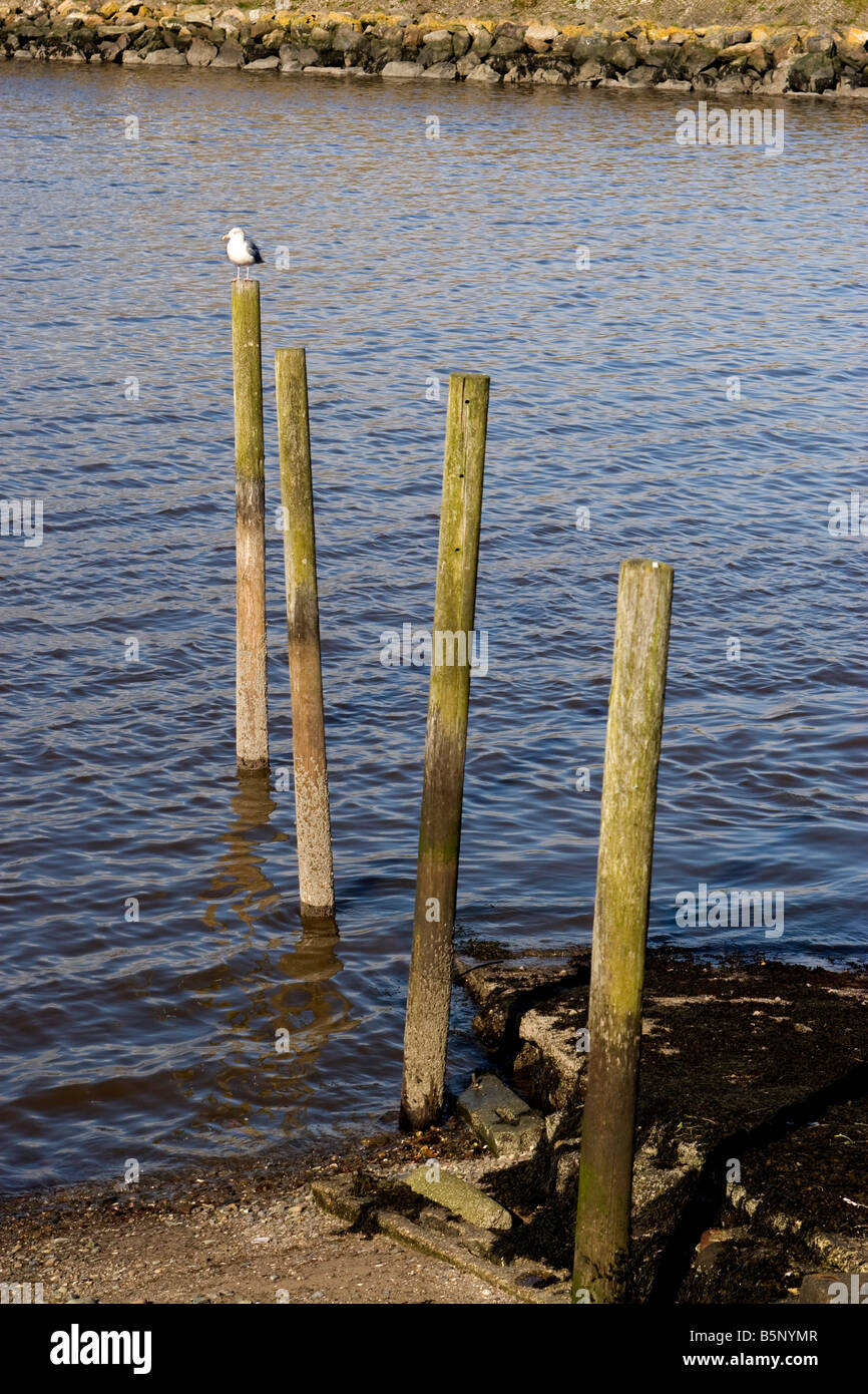 Wooden posts and seagull in harbour Stock Photo - Alamy