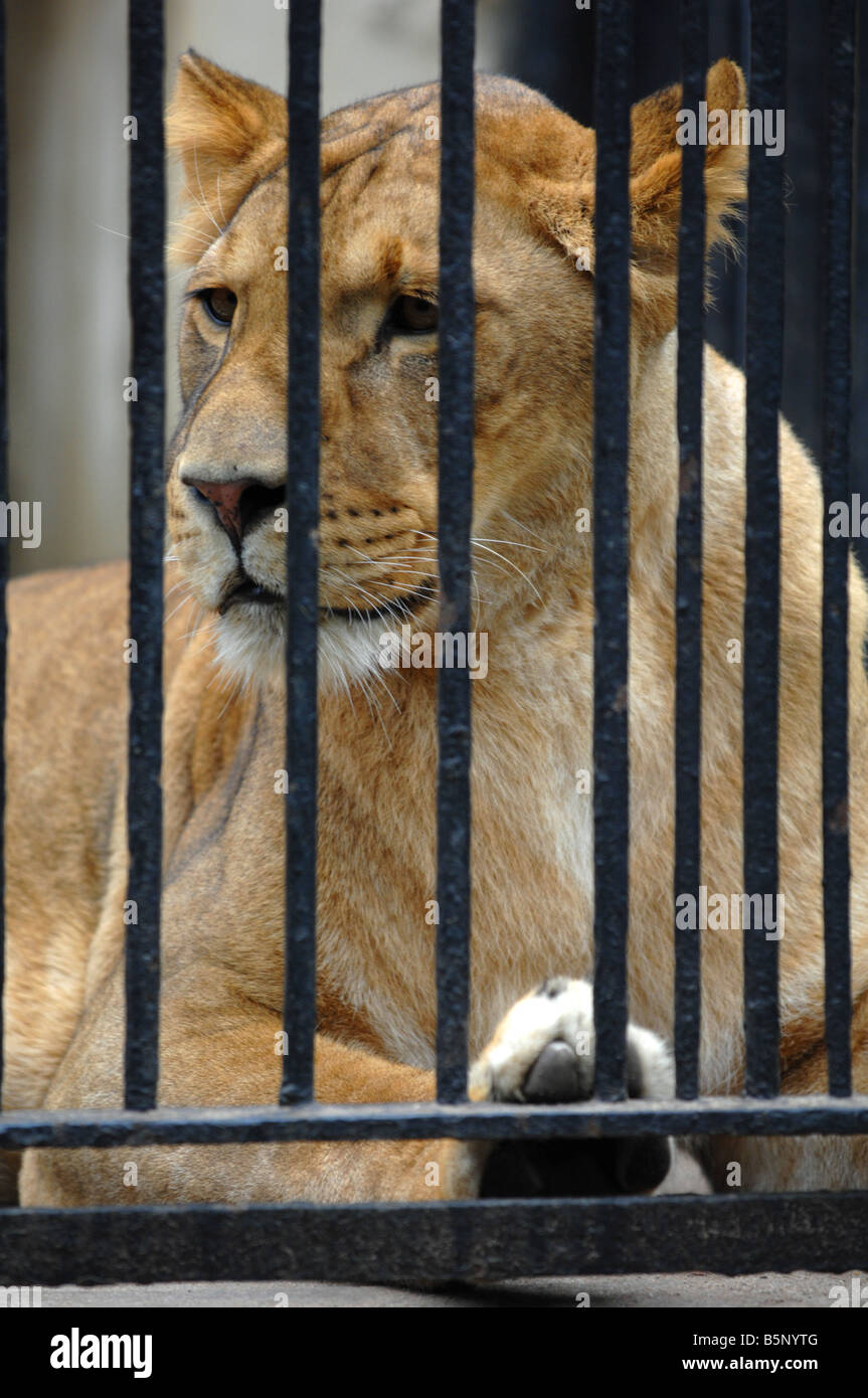 Lion in captivity Stock Photo - Alamy