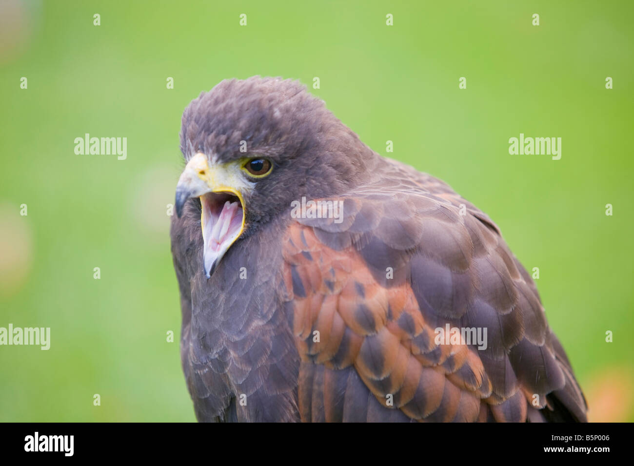 Predator calling hi-res stock photography and images - Alamy