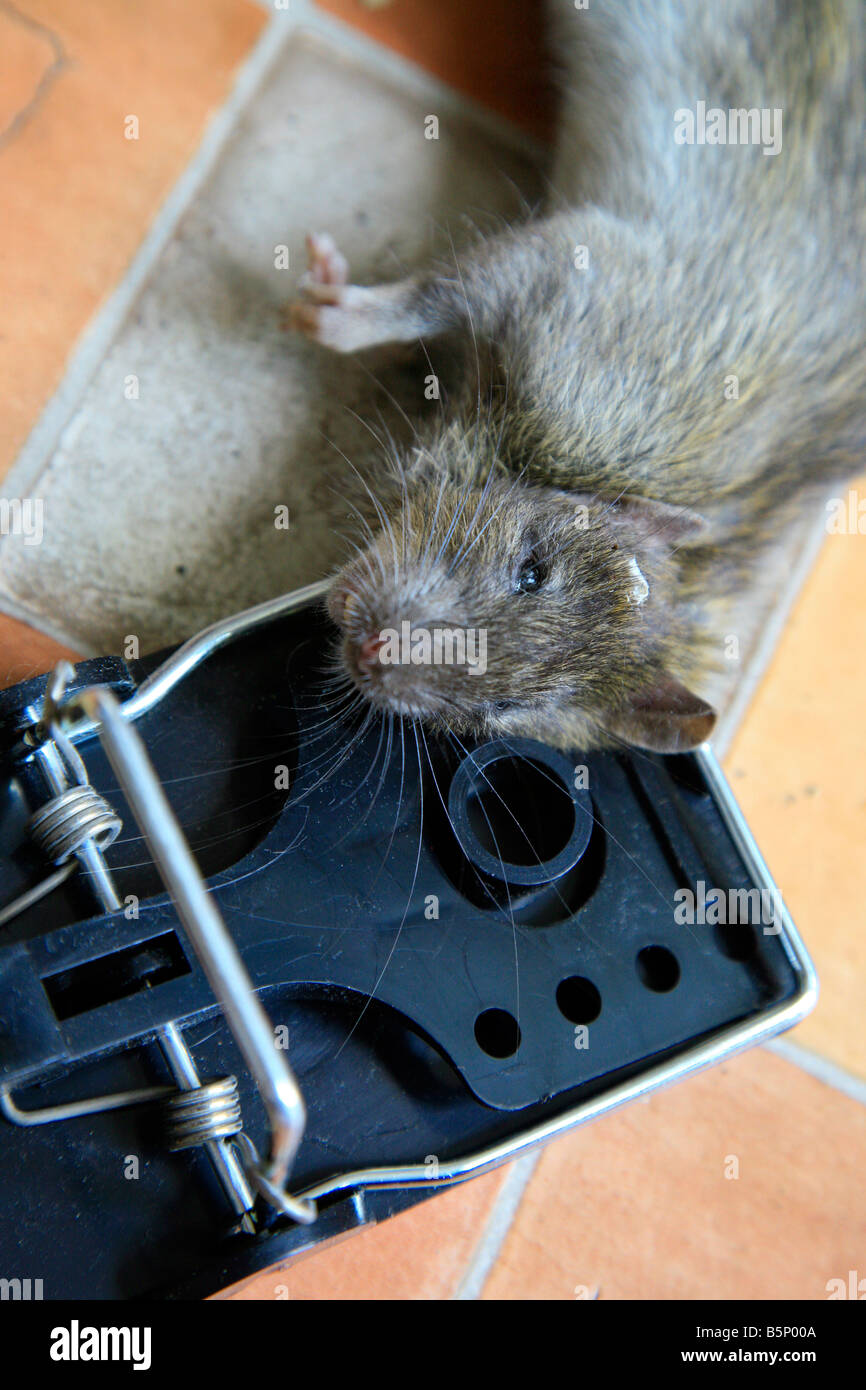Rat in a trap hi-res stock photography and images - Alamy