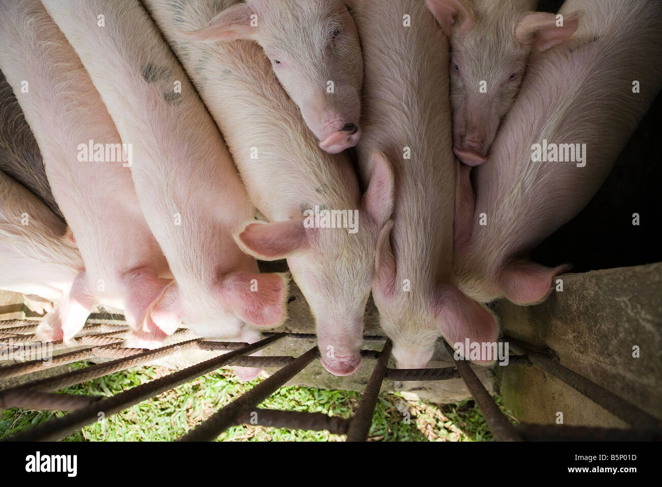 Look from behind the bars hi-res stock photography and images - Alamy