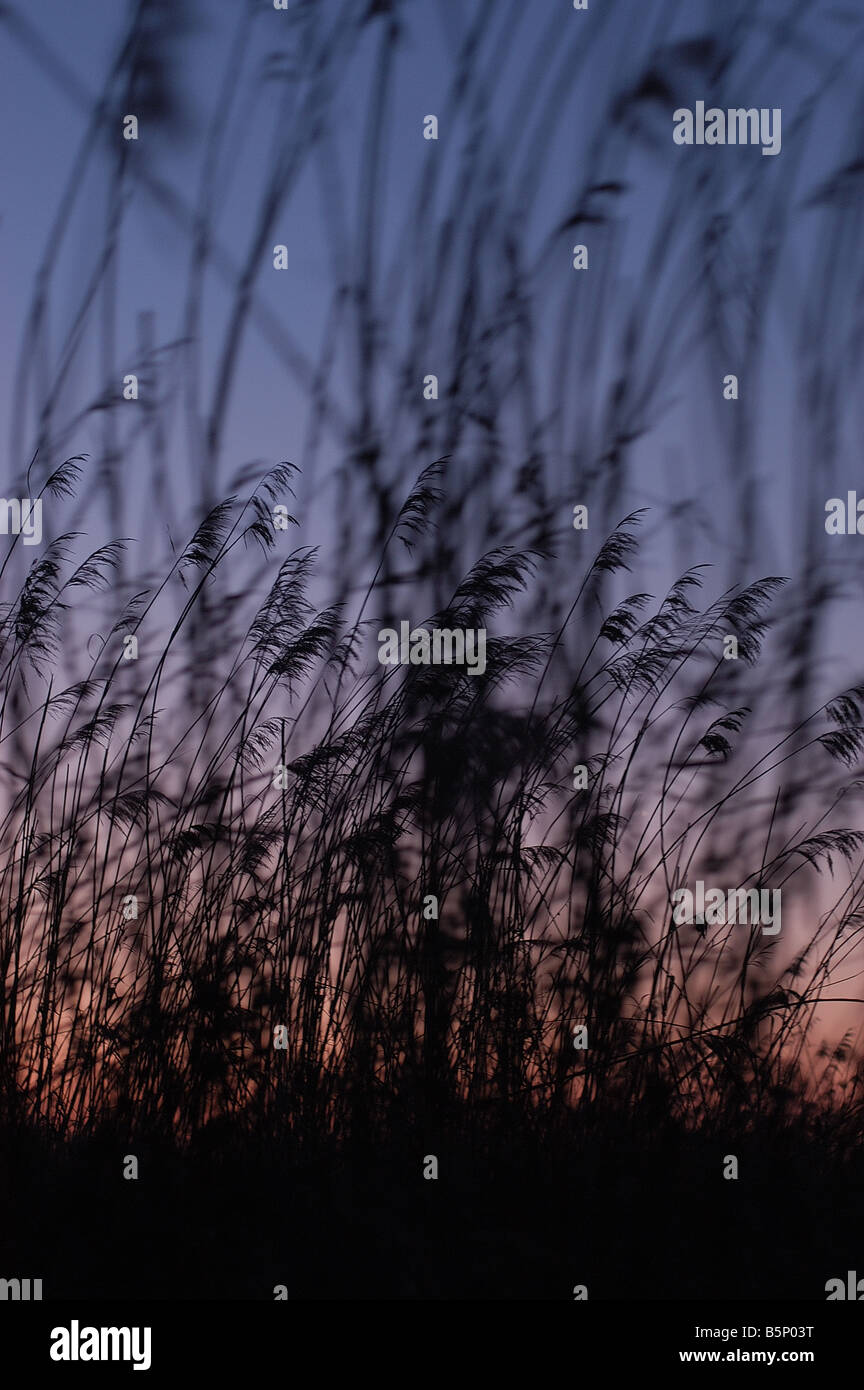 silhouette of reeds in the light of dawn Stock Photo - Alamy
