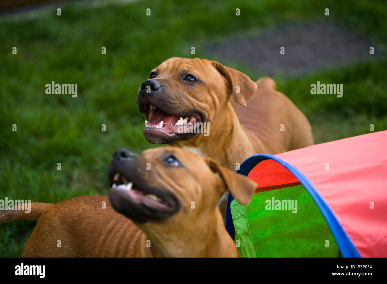 Staffies High Resolution Stock Photography and Images - Alamy