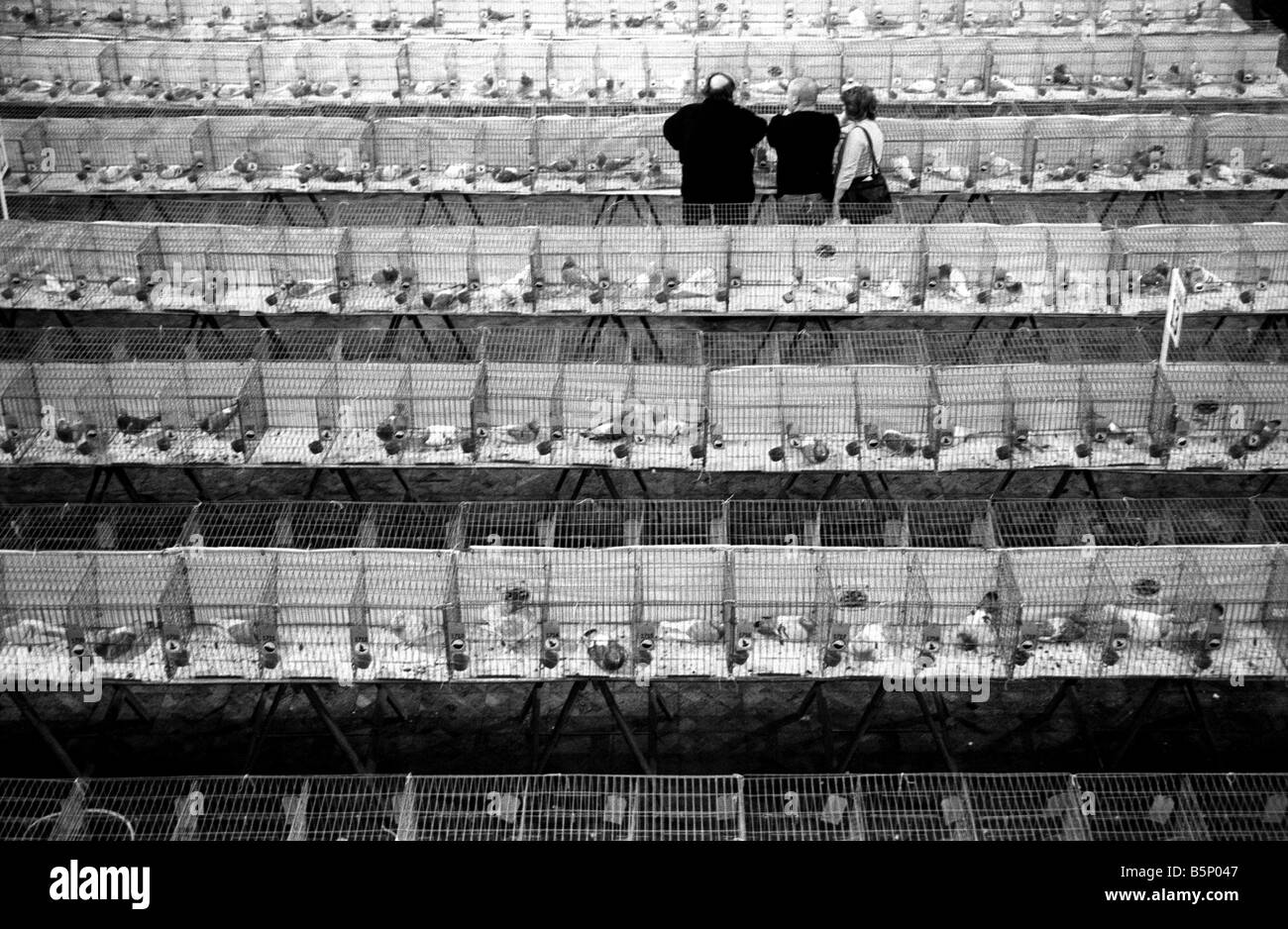 Pigeon racing in the UK. Working class sport Stock Photo - Alamy
