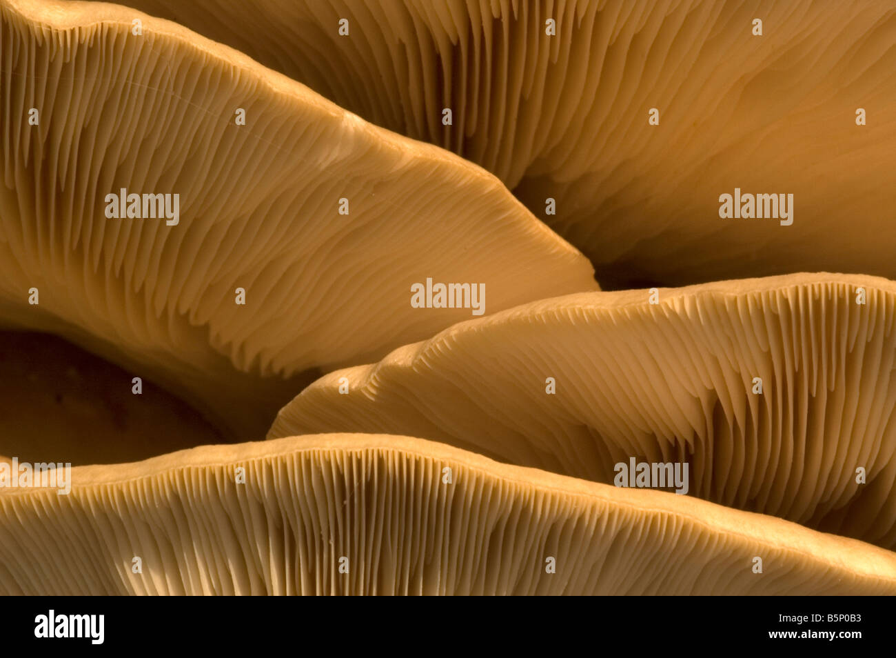 Underside view of toadstool gills hi-res stock photography and images ...