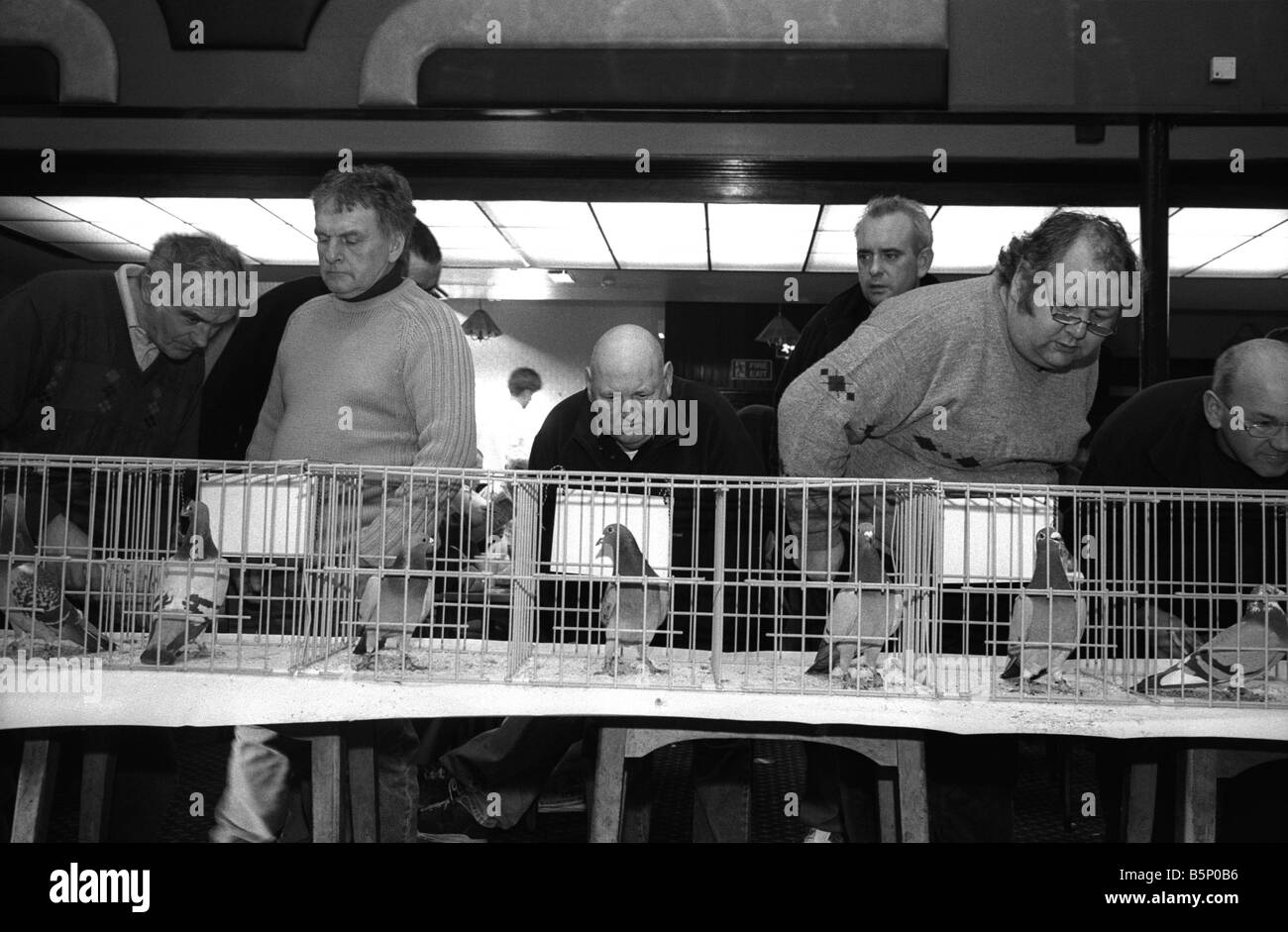 Pigeon racing in the UK. Working class sport Stock Photo - Alamy