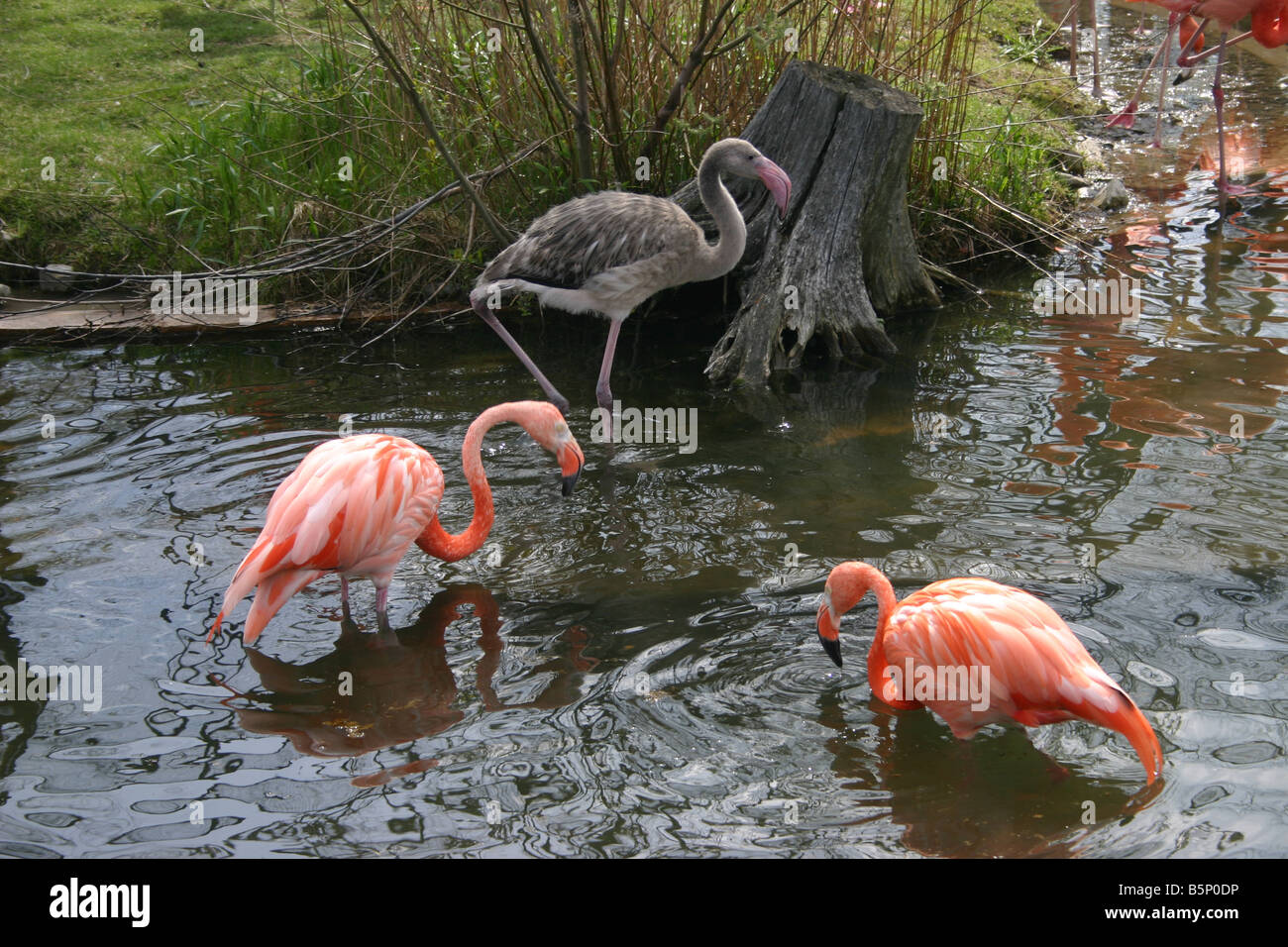 Two pink flamingos wading in a pond with one young Stock Photo - Alamy