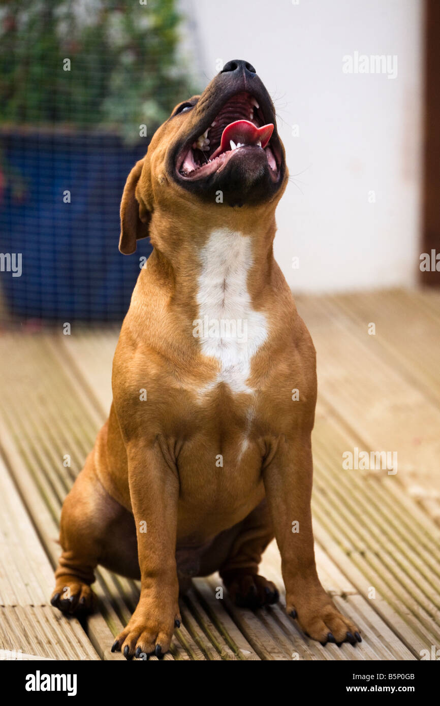 Male staffordshire bull terrier hi-res stock photography and images - Alamy