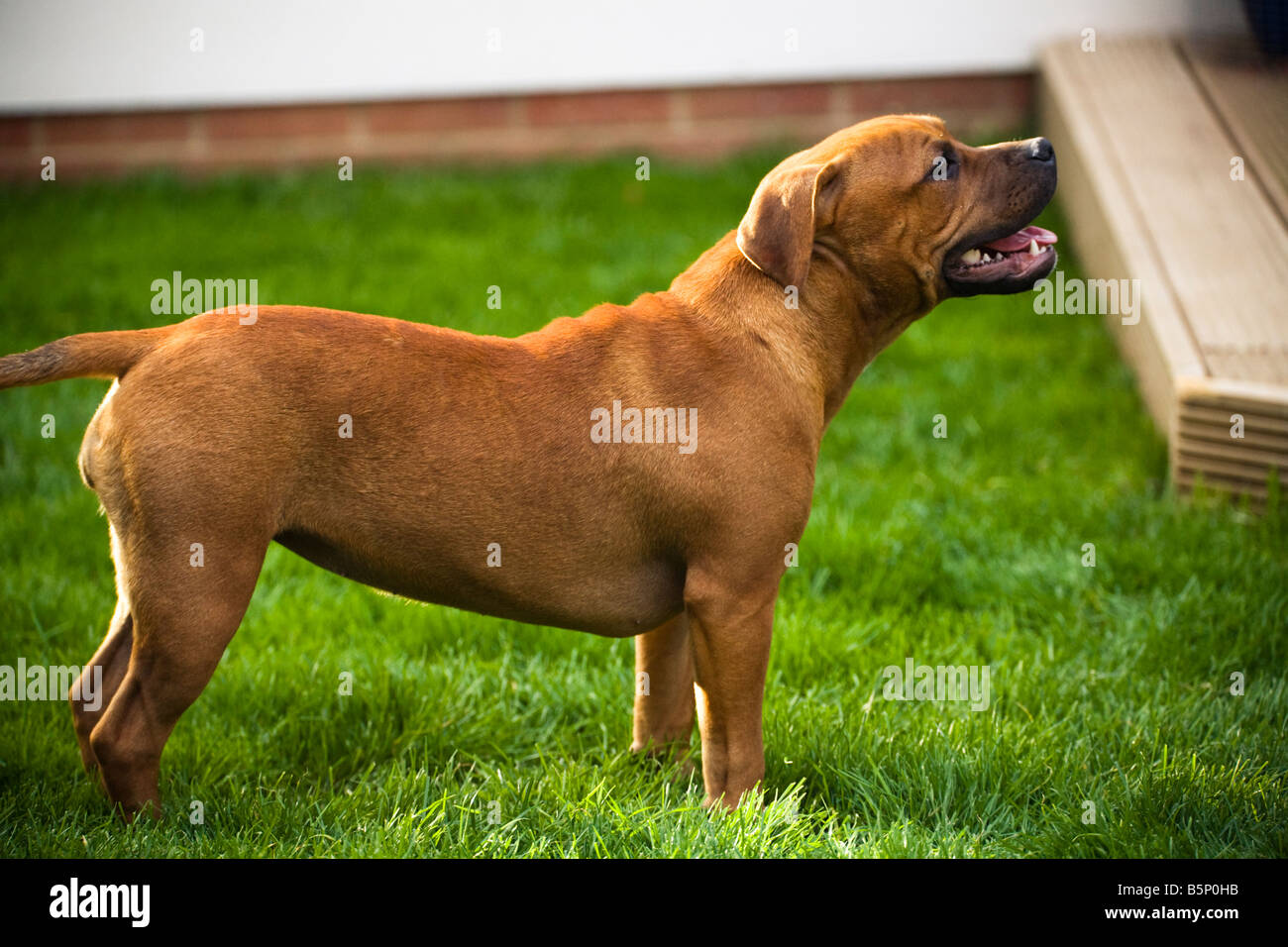A full length shot of a young Staffordshire Bull Terrier Stock Photo ...
