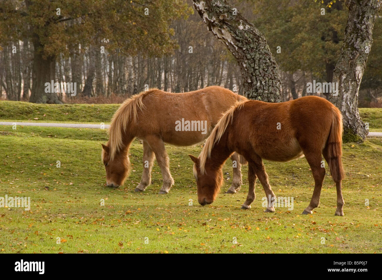 New forest ponies in denny wood hi-res stock photography and images - Alamy