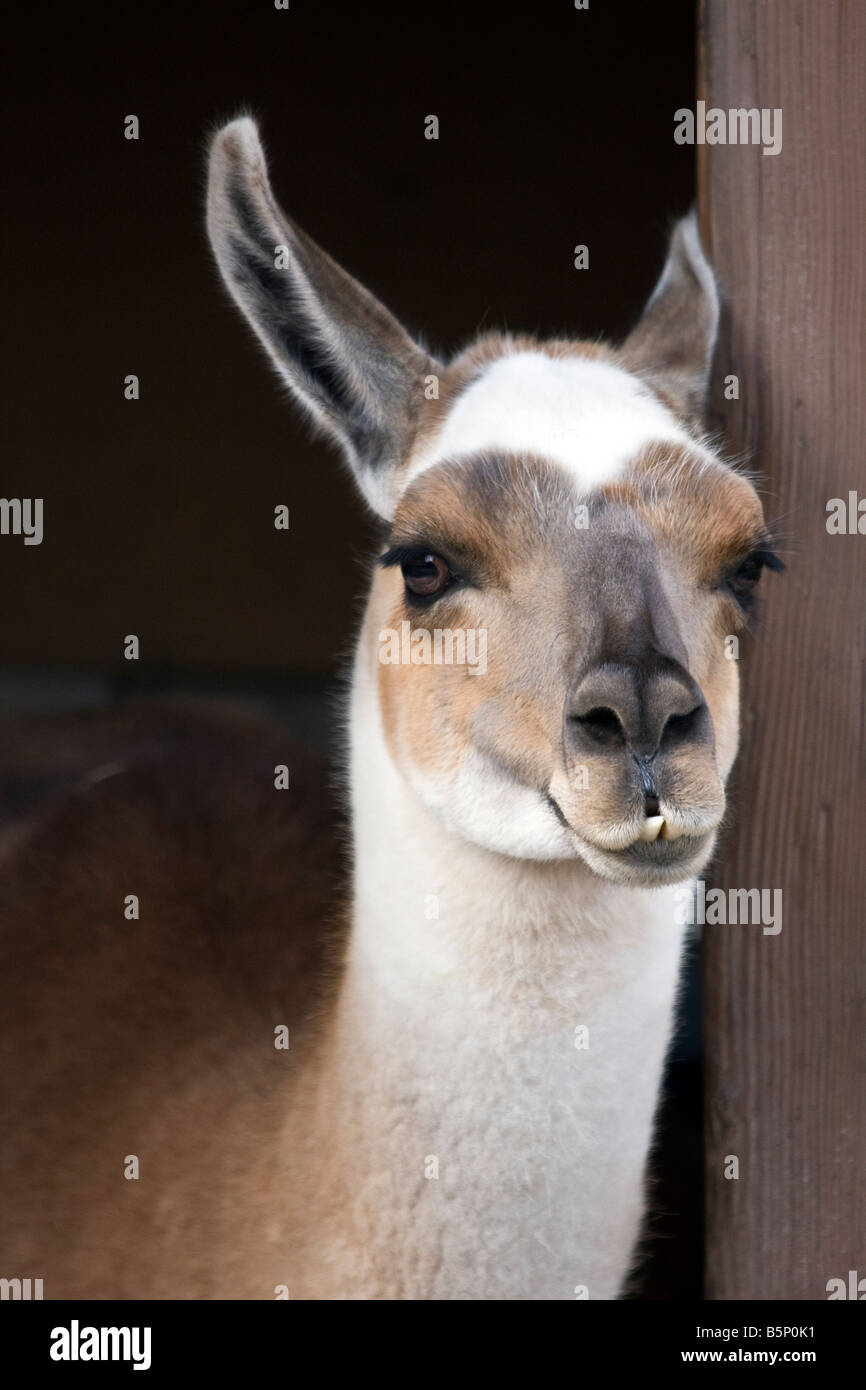 Llamas head hi-res stock photography and images - Alamy