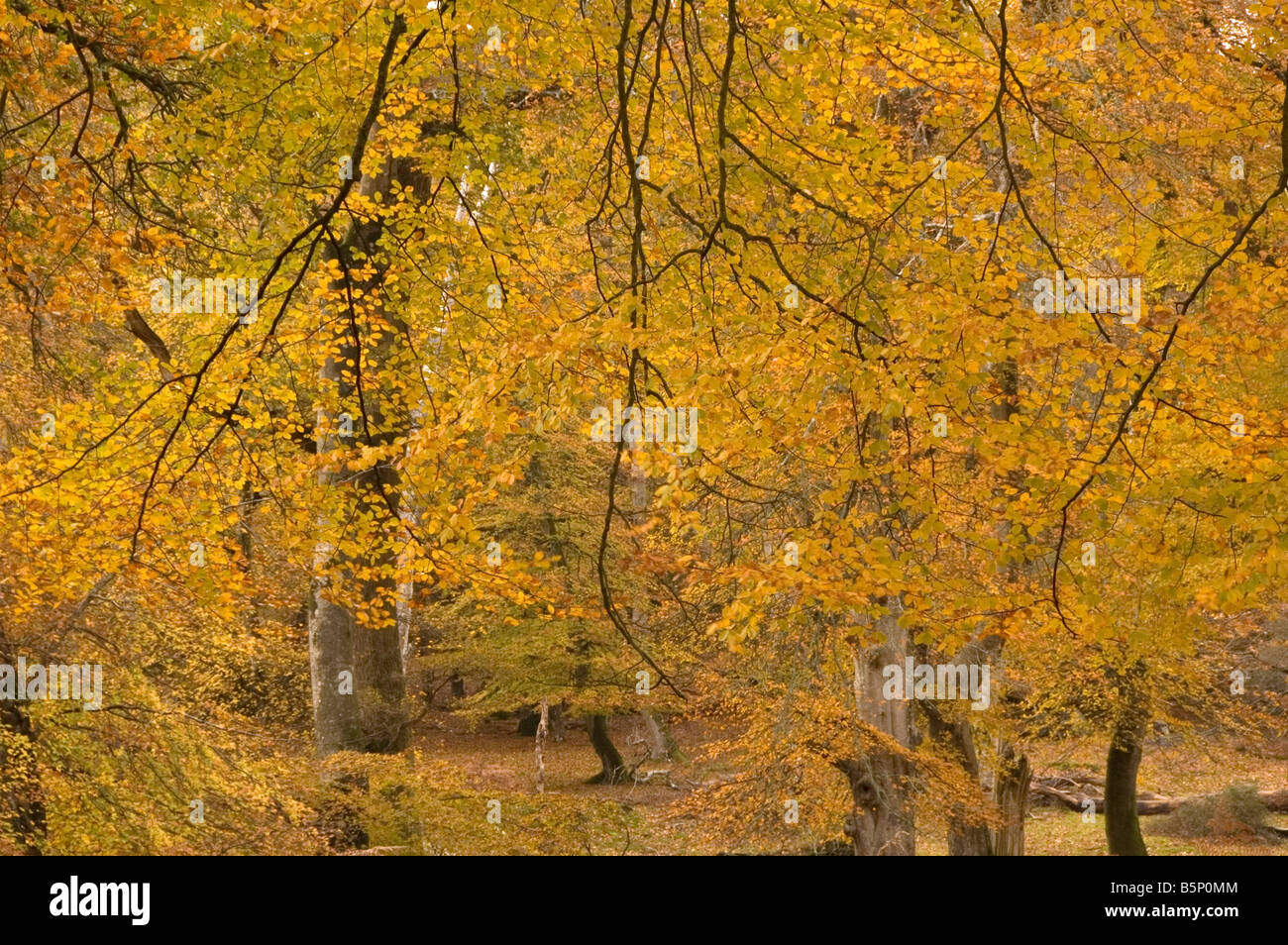Ash trees autumn uk hi-res stock photography and images - Alamy