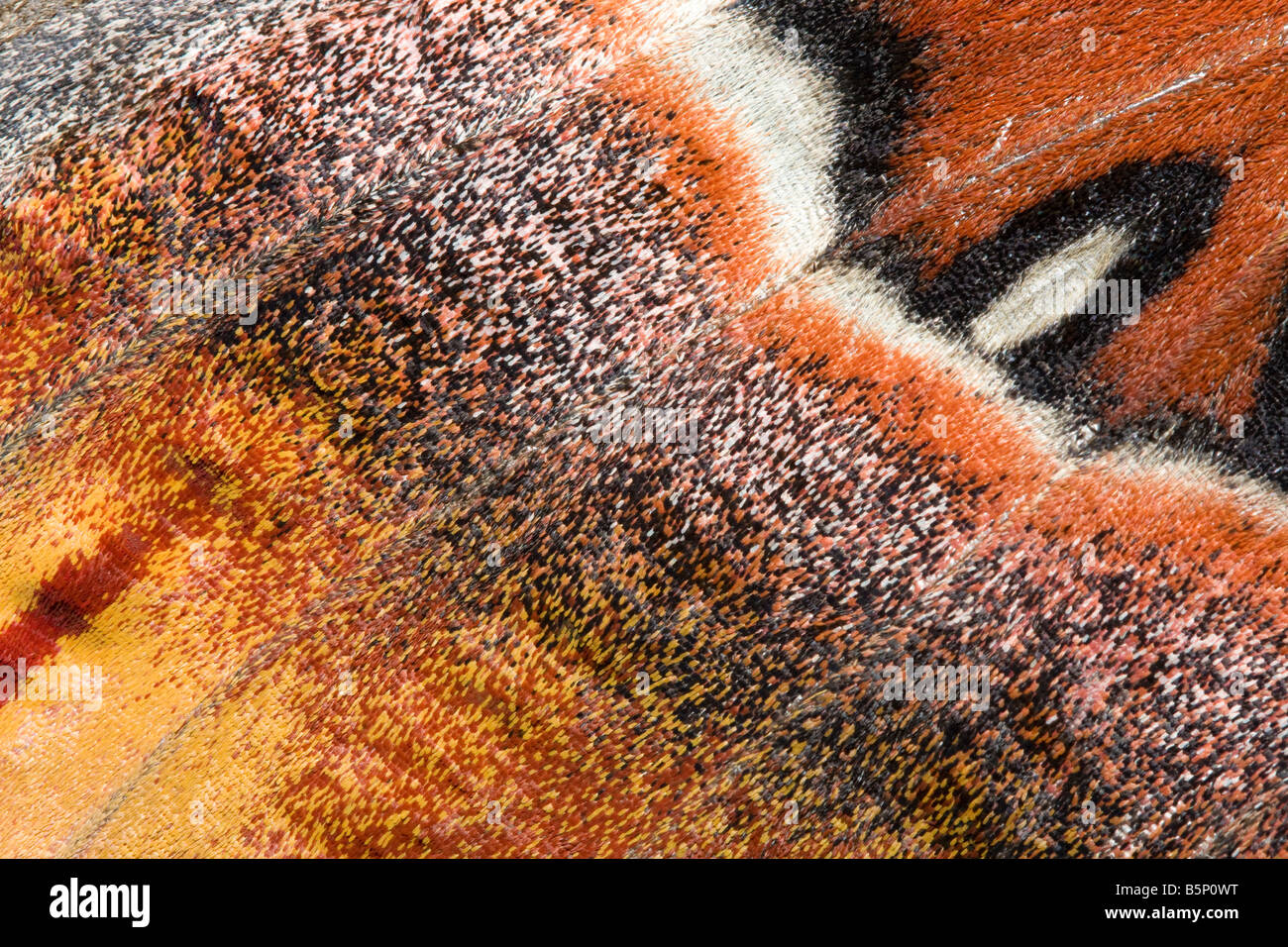 Atlas moth attacus atlas hi-res stock photography and images - Alamy