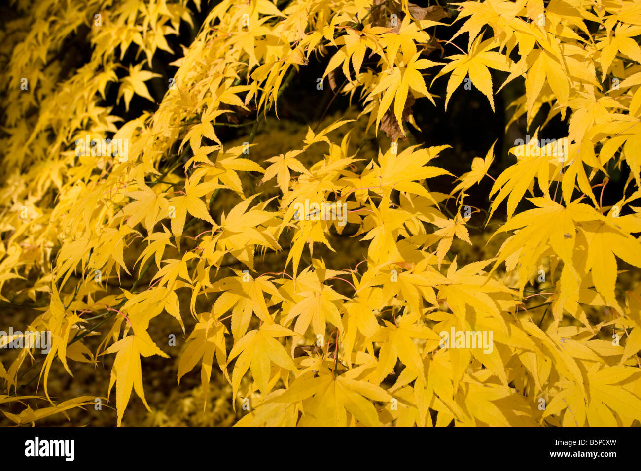 Yellow Acer leaves in autumn colours Westonbirt Arboretum Tetbury UK ...