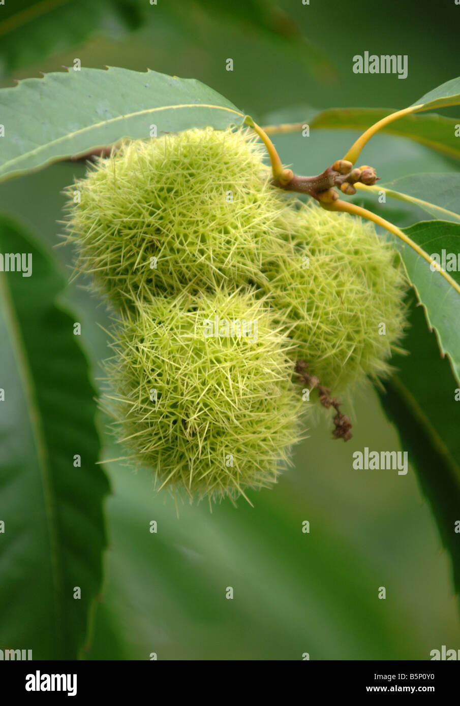 Sweet chestnuts hi-res stock photography and images - Alamy