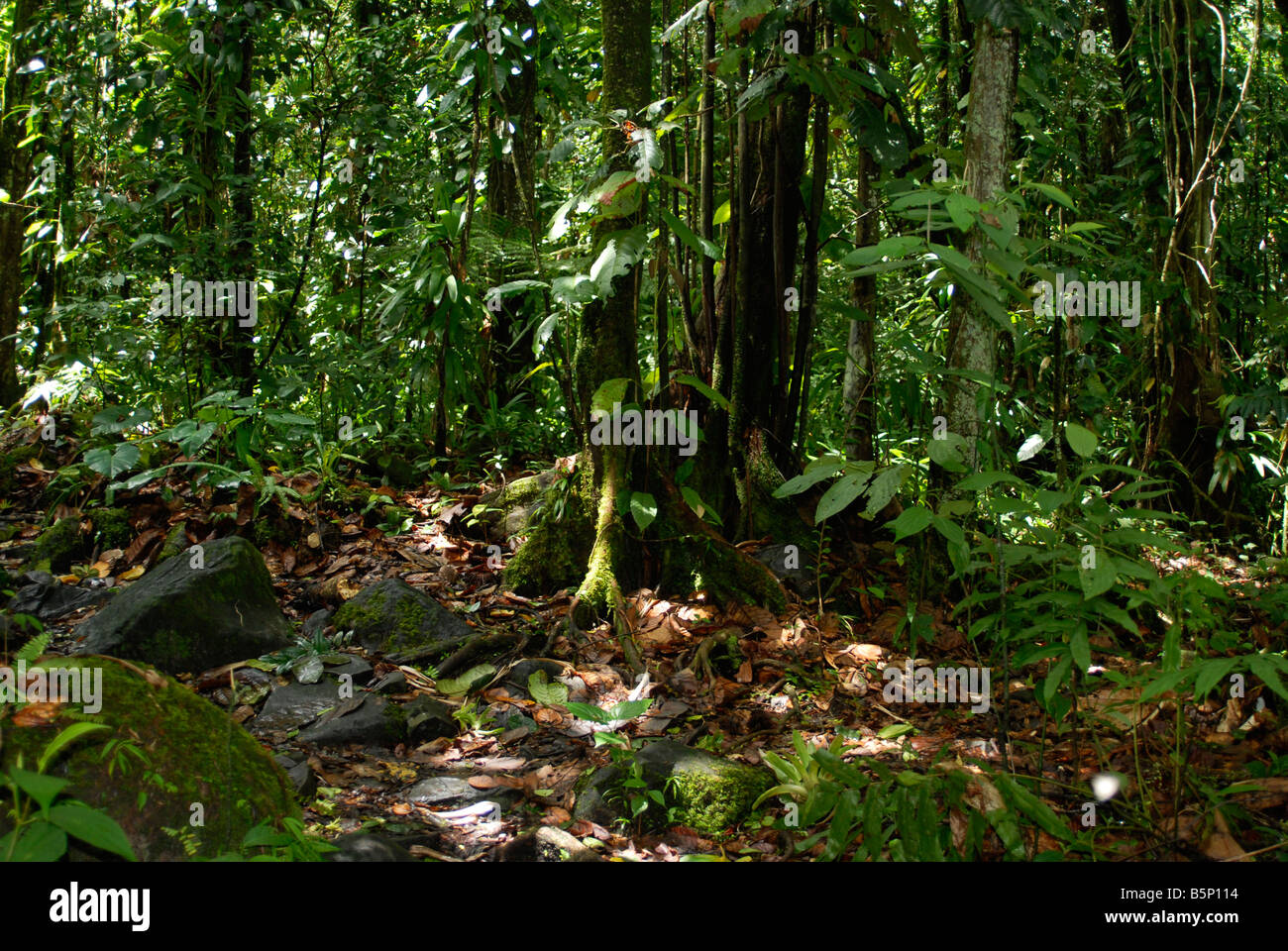 Rain forest National park Guadeloupe French Antilles Stock Photo - Alamy