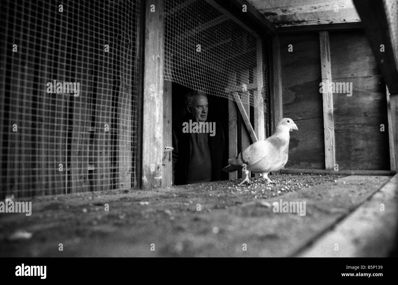 Pigeon racing in the UK. Working class sport Stock Photo - Alamy