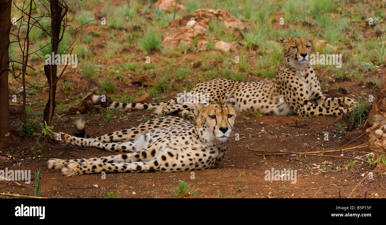 Cheetahs watching hi-res stock photography and images - Alamy