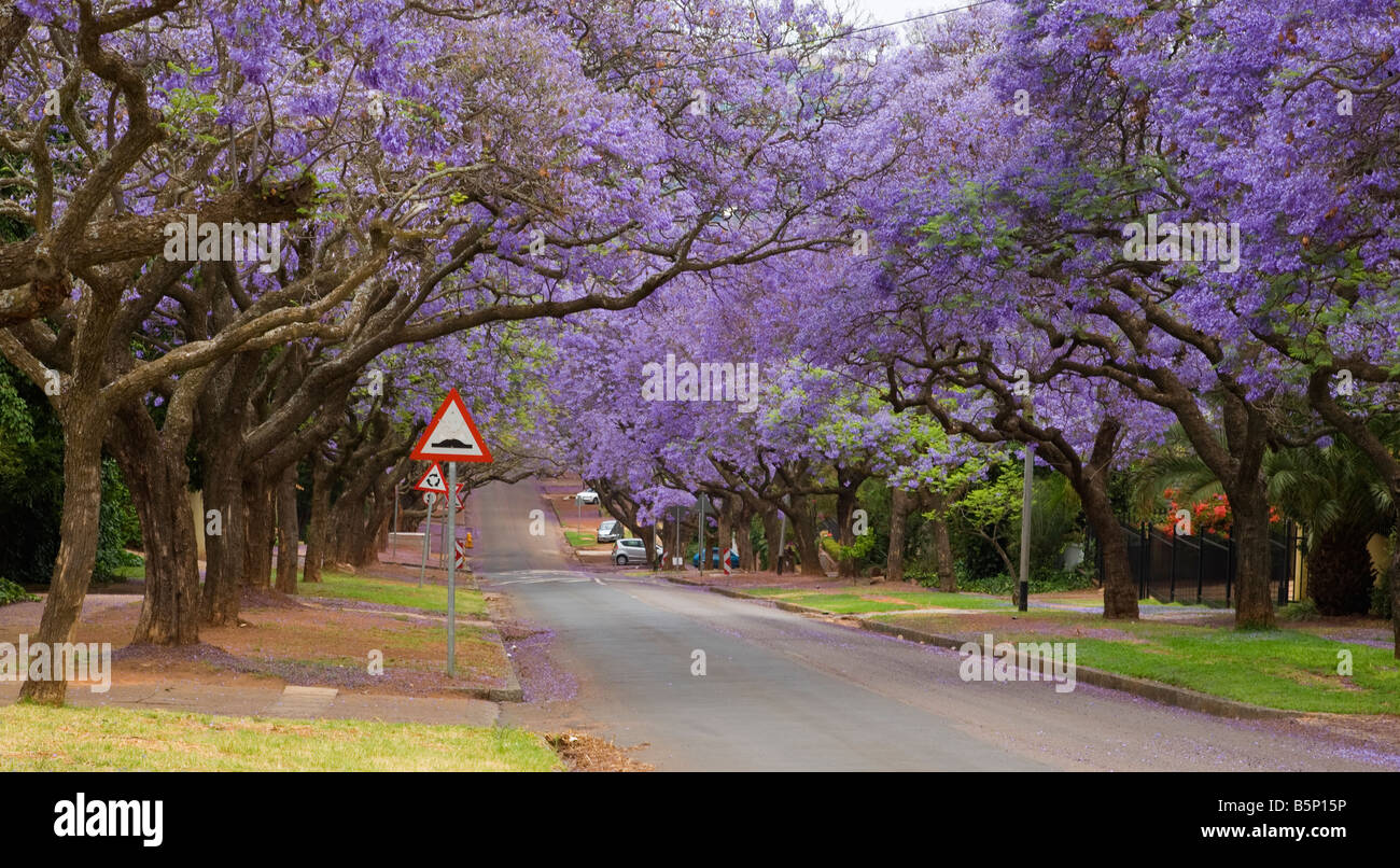 Jakaranda hi-res stock photography and images - Alamy