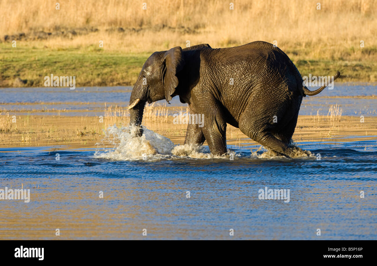 elephant at mankwe dam Stock Photo - Alamy