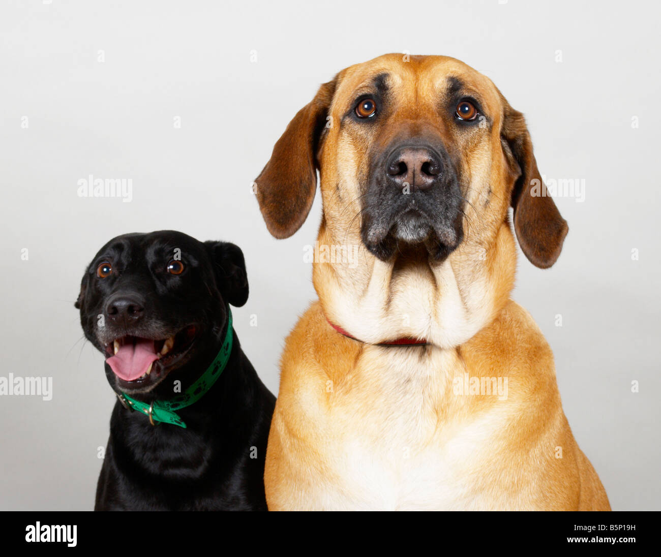 A Rhodesian Ridgeback & his friend Stock Photo - Alamy