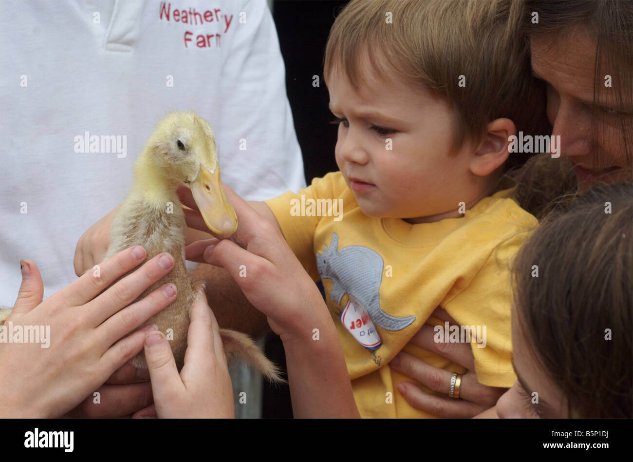 Two year old boy petting a duckling at the Weatherbury Farm Pensylvania ...