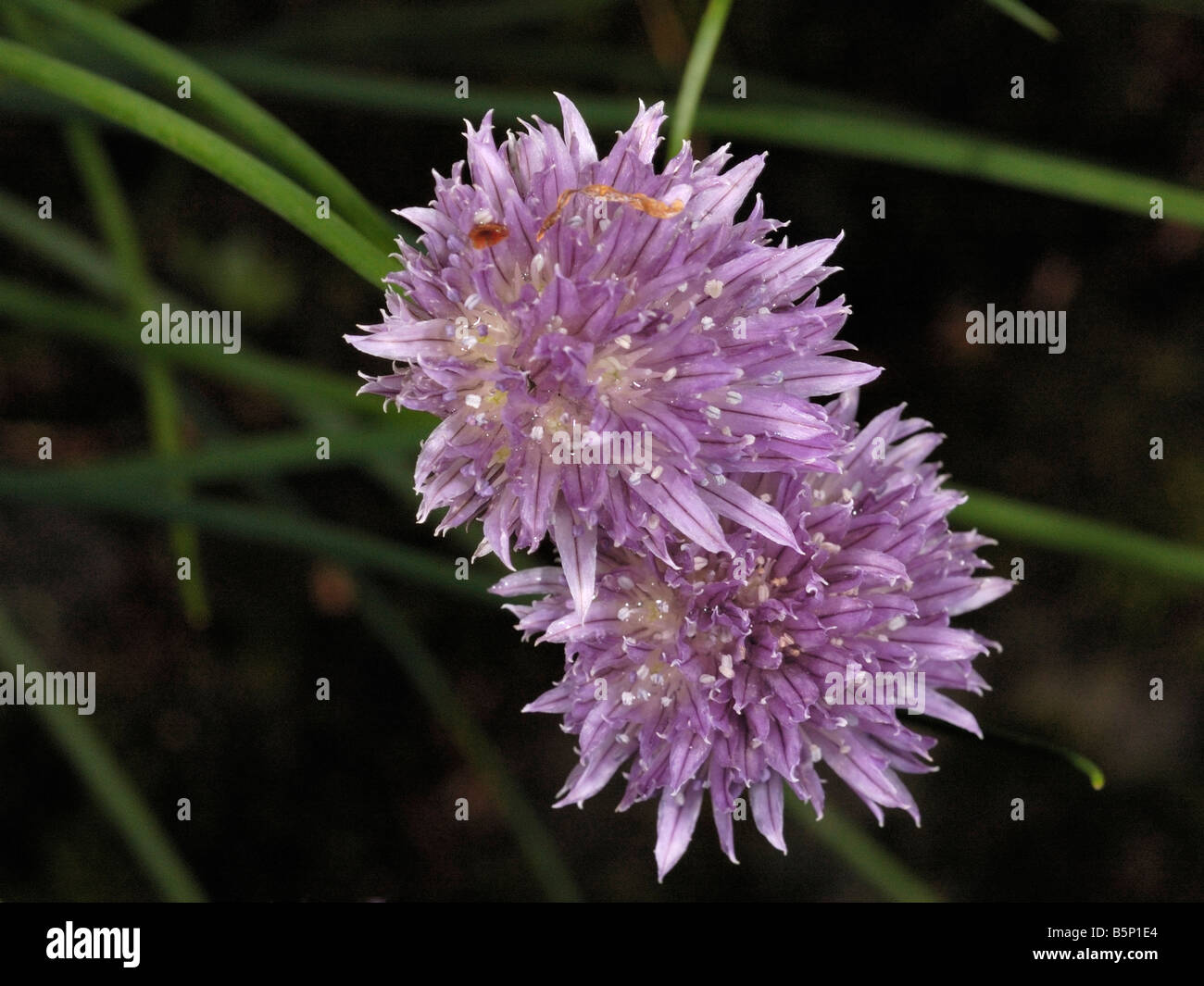 Chives, allium schoenoprasum Stock Photo - Alamy