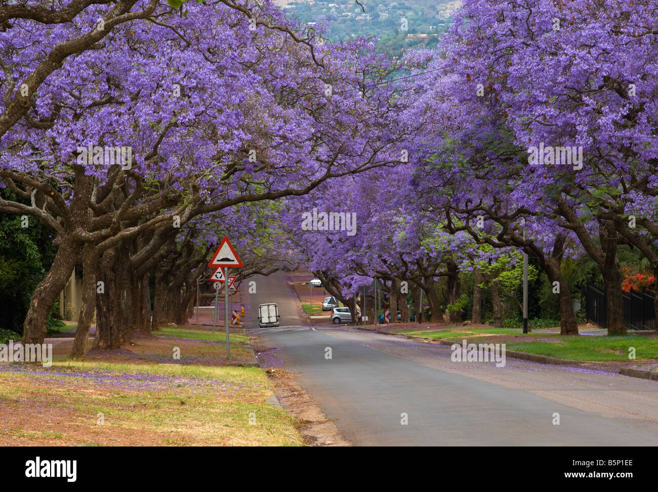 Jakaranda hi-res stock photography and images - Alamy