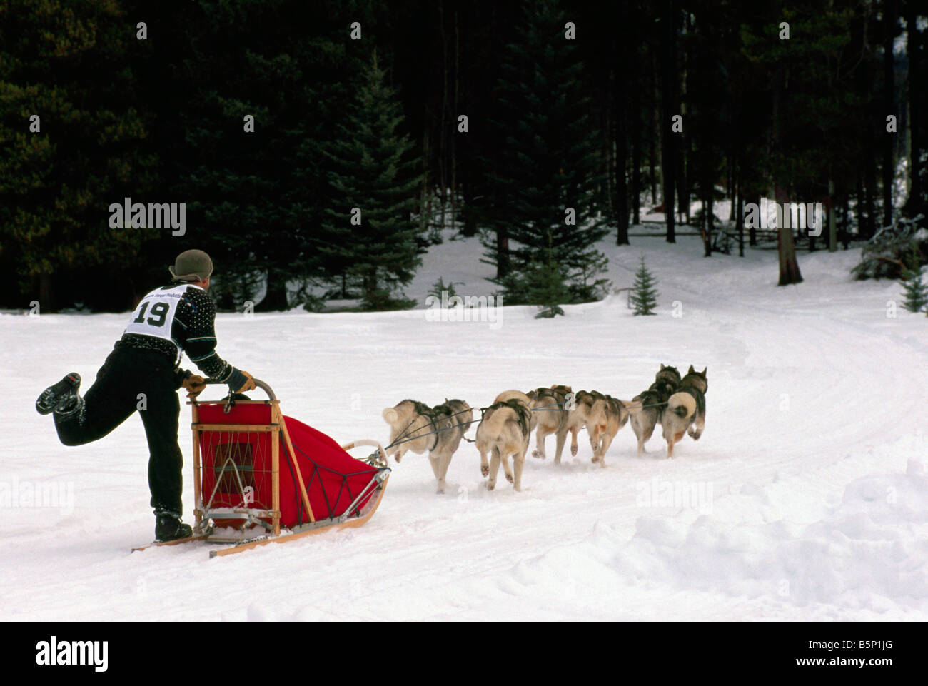 Sport dog sled racing action animals hi-res stock photography and ...