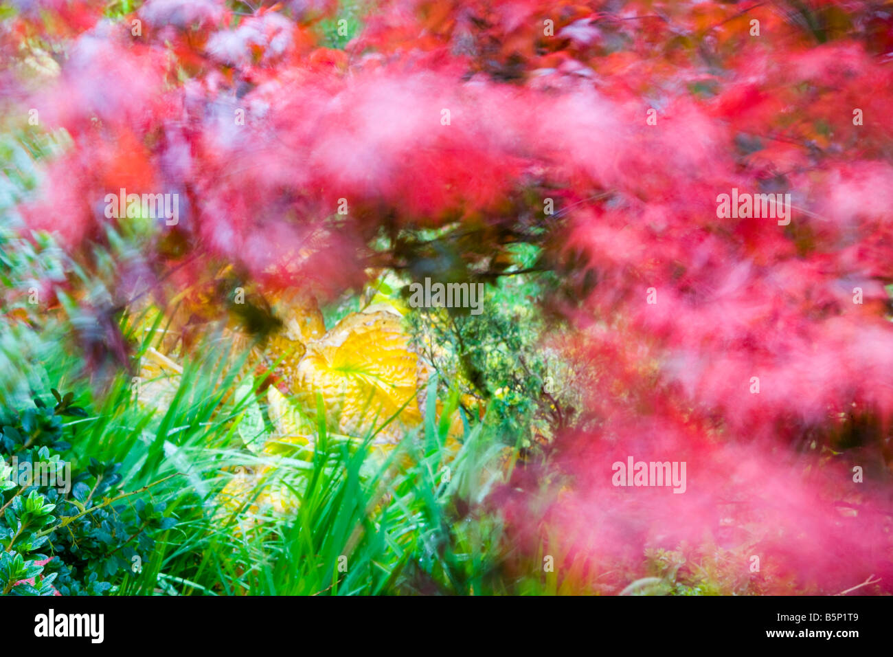 Strong Growing Japanese Maple High Resolution Stock Photography and ...