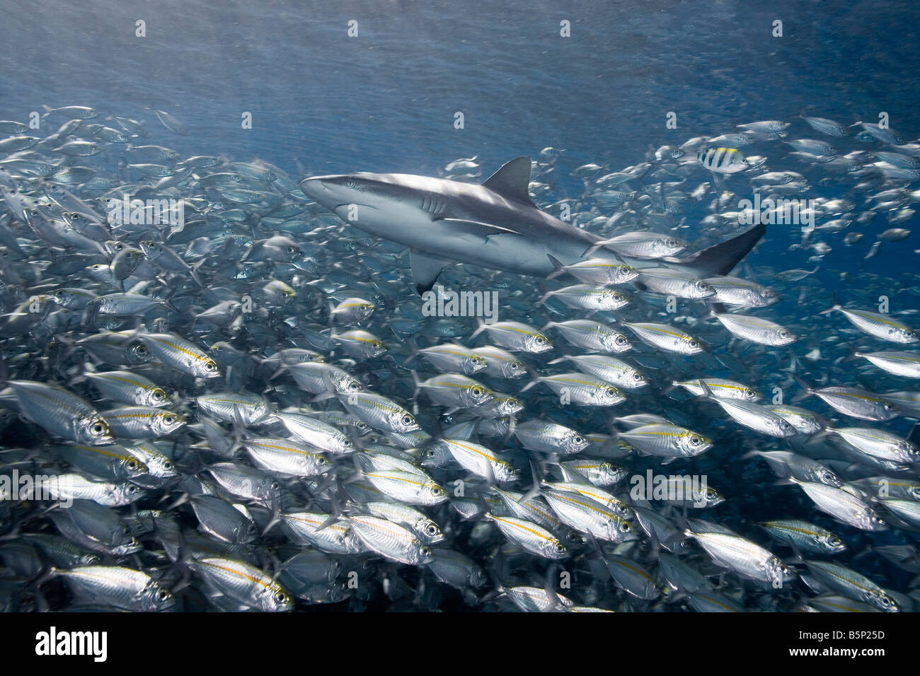 Grey Reef Shark also known as a Grey Whaler Shark, Carcharhinus ...