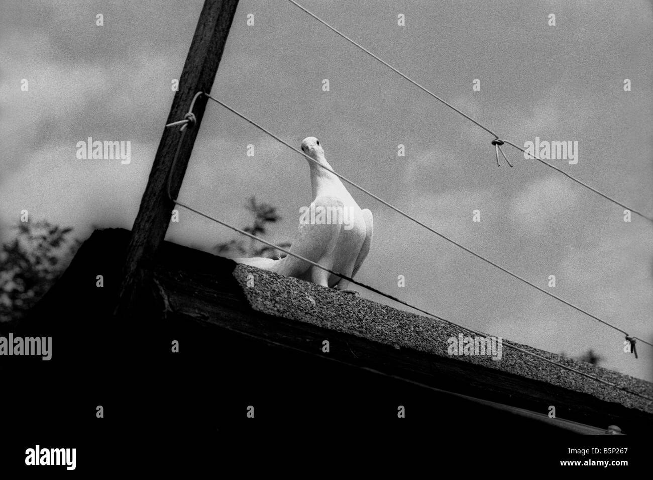 Pigeon racing in the UK. Working class sport Stock Photo - Alamy