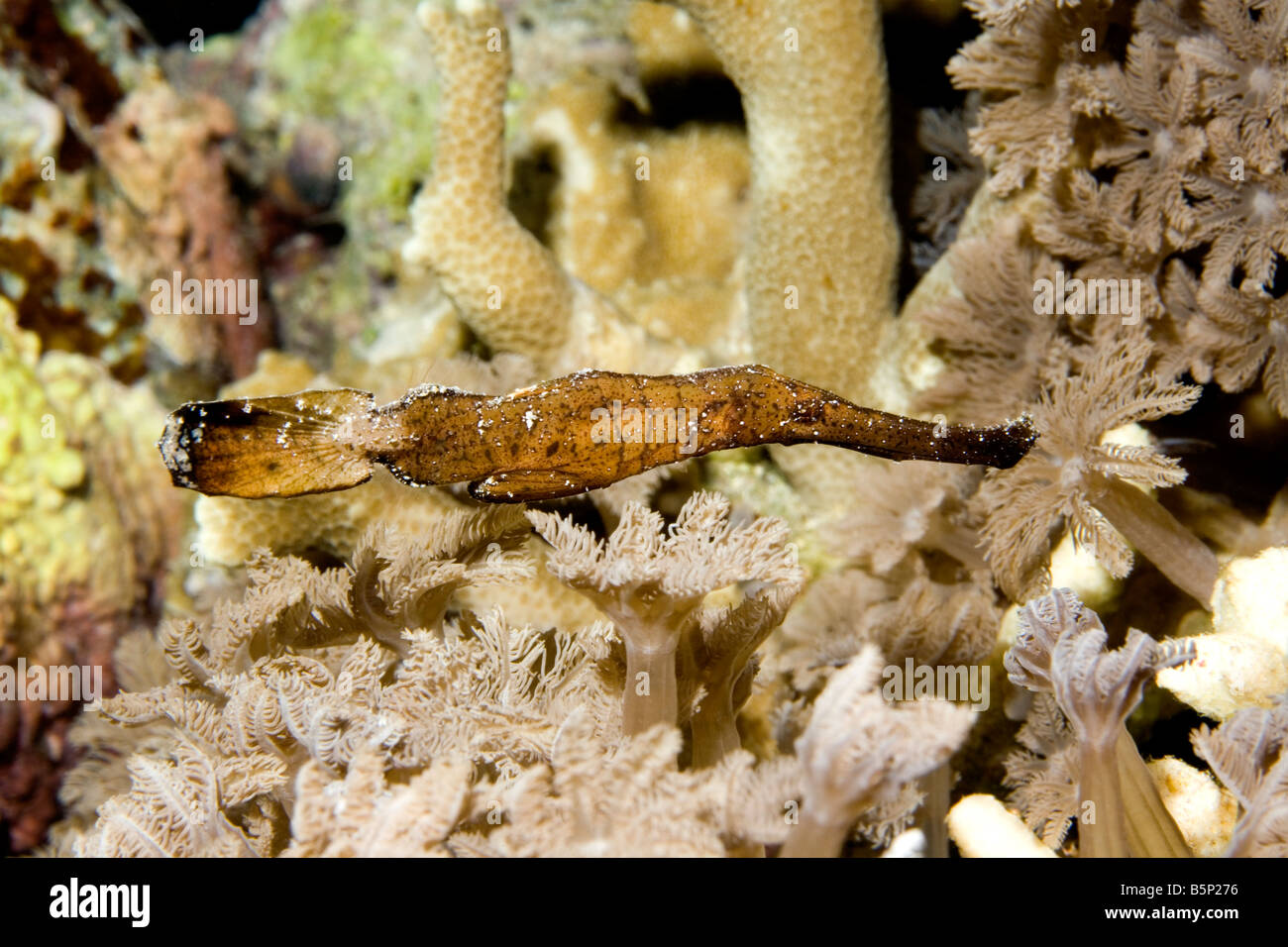 Robust ghostpipefish hi-res stock photography and images - Alamy