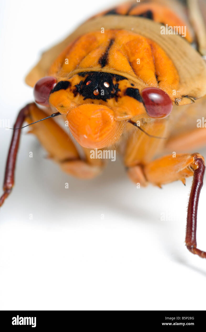 Australian cicada yellow hi-res stock photography and images - Alamy