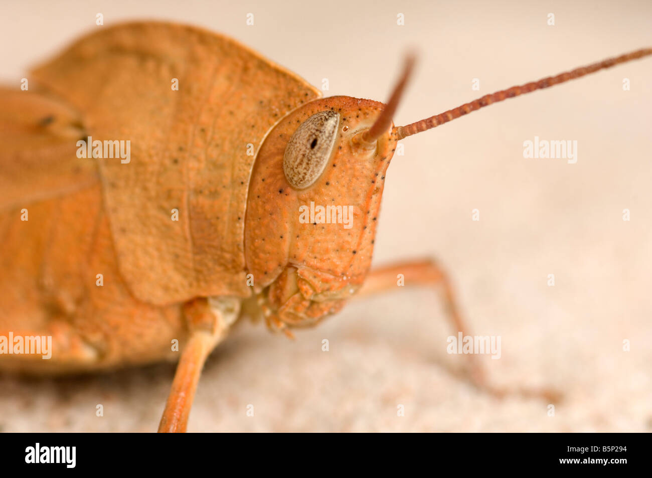 Gumleaf Stock Photos & Gumleaf Stock Images - Alamy