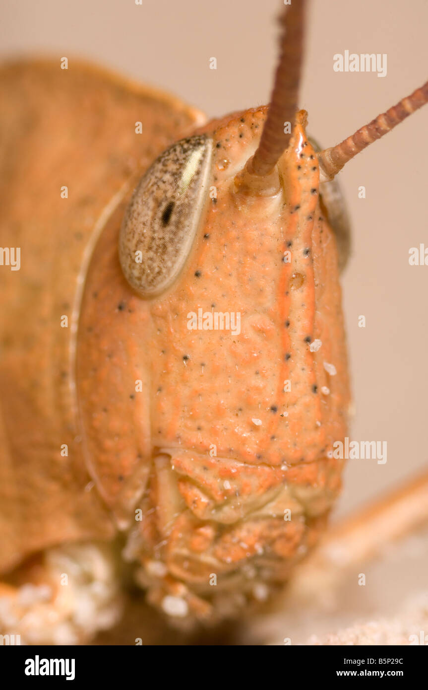 Gumleaf hi-res stock photography and images - Alamy