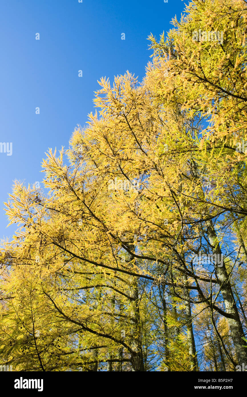Larch trees in Autumn UK Stock Photo - Alamy