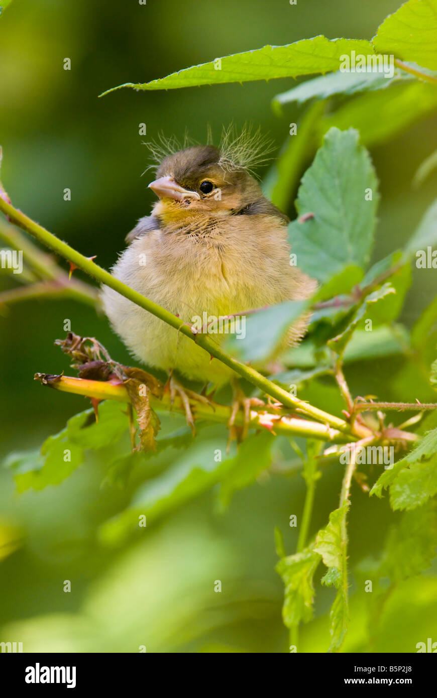 Juvenile chaffinch hi-res stock photography and images - Alamy