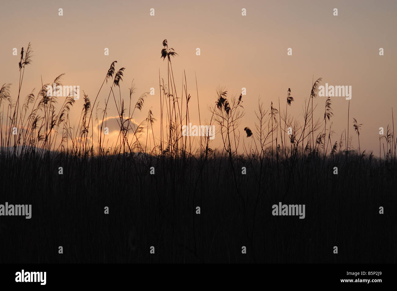reeds silhouette at dawn Stock Photo - Alamy
