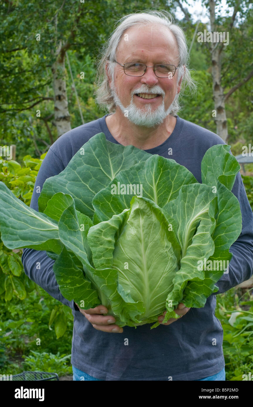 Proud gardener showing off a freshly harvested Sugarloaf cabbage from ...