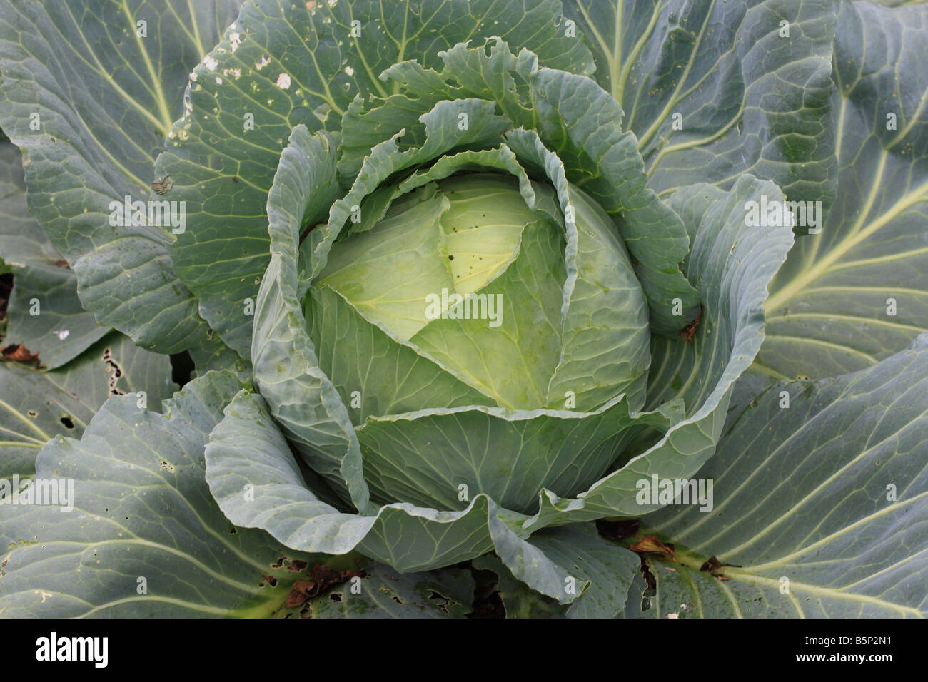 Cabbage brunswick hi-res stock photography and images - Alamy