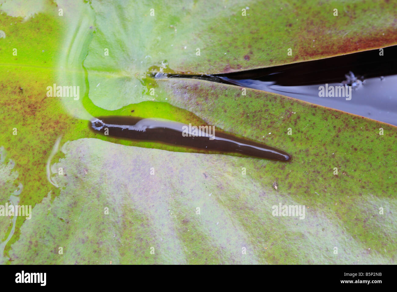 Crawling across hi-res stock photography and images - Alamy