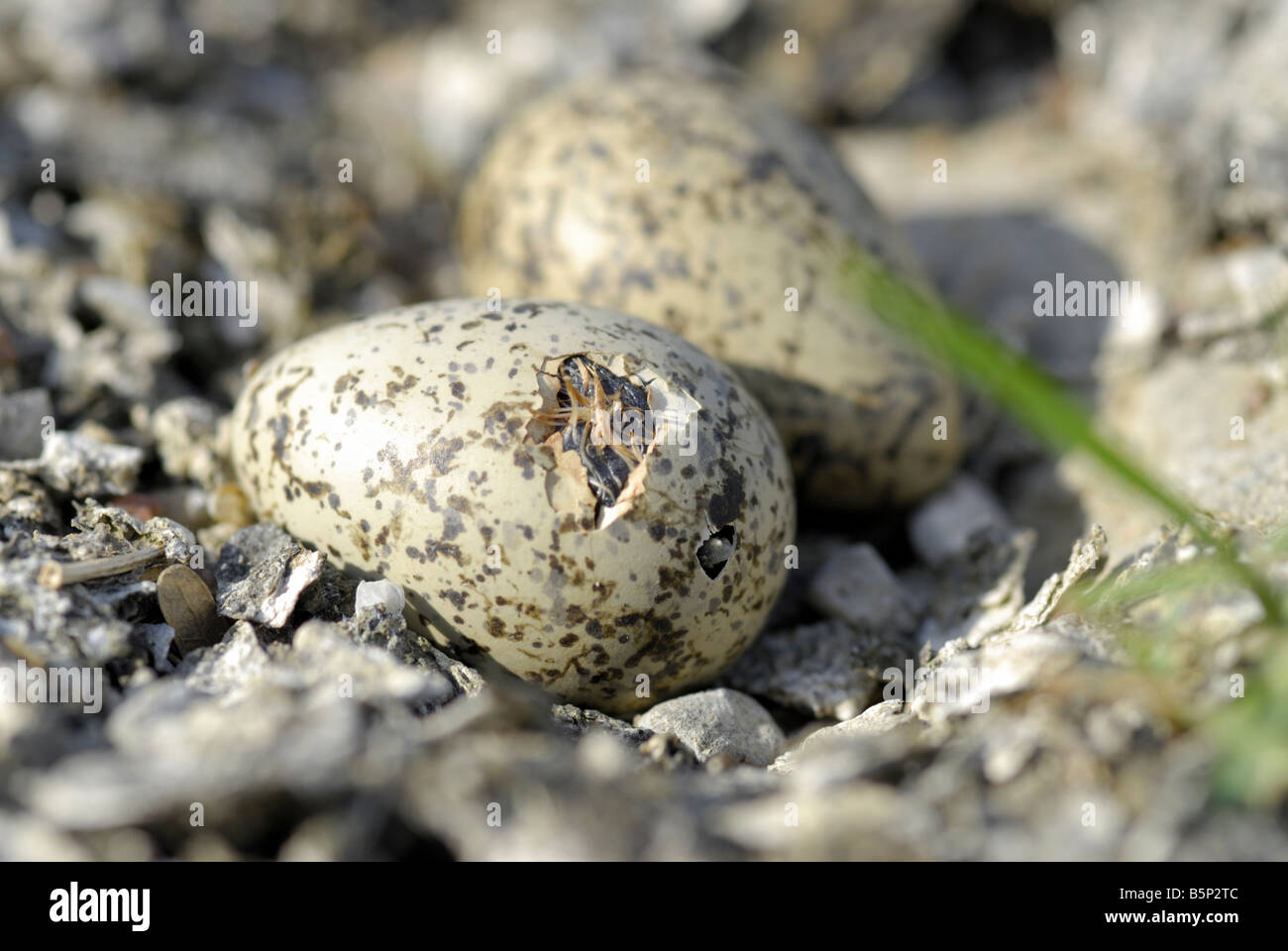 EGG OF LITTLE RINGED PLOVER HATCHING KUNDAKULAM BIRD SANCTUARY ...
